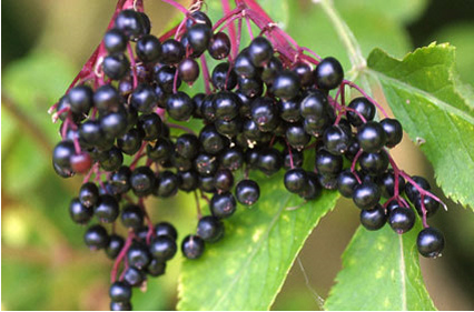 Las bayas, reinas de los antioxidantes | The Food Therapy