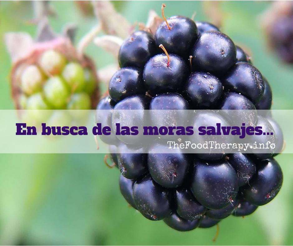 En busca de las moras salvajes | The Food Therapy